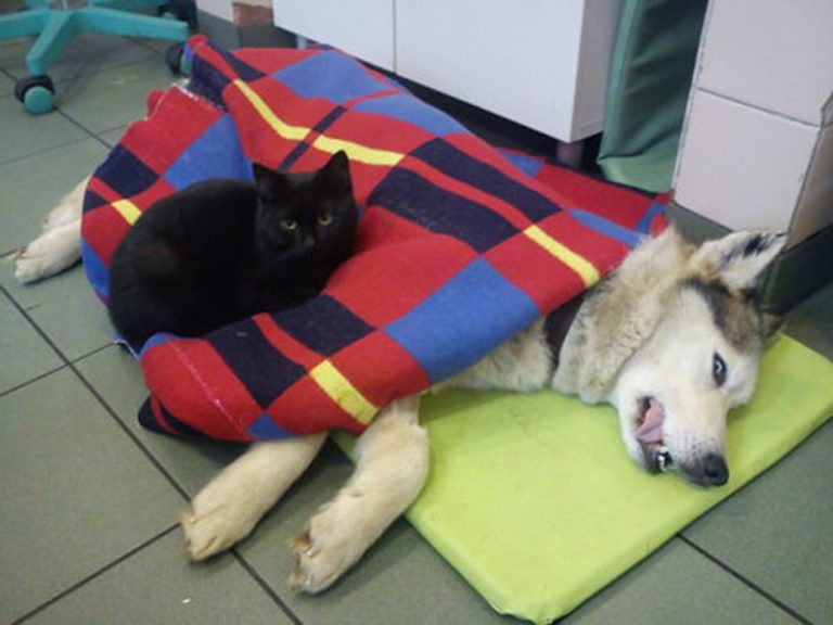 After A Near Death Experience, This Cat Now Uses His Life To Comfort ...