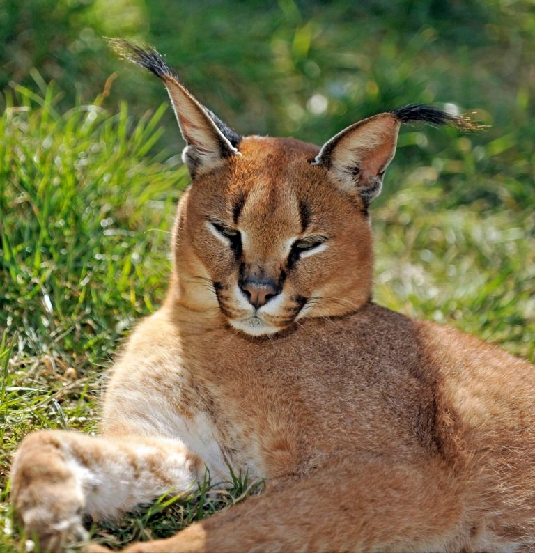 Caracals Might Be The Cutest Wild Cat You've Seen | Catlov