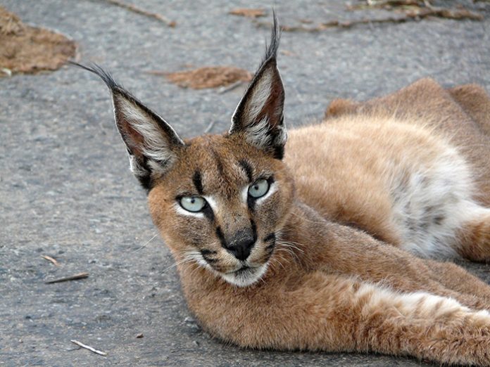 Caracals Might Be The Cutest Wild Cat You've Seen | Catlov