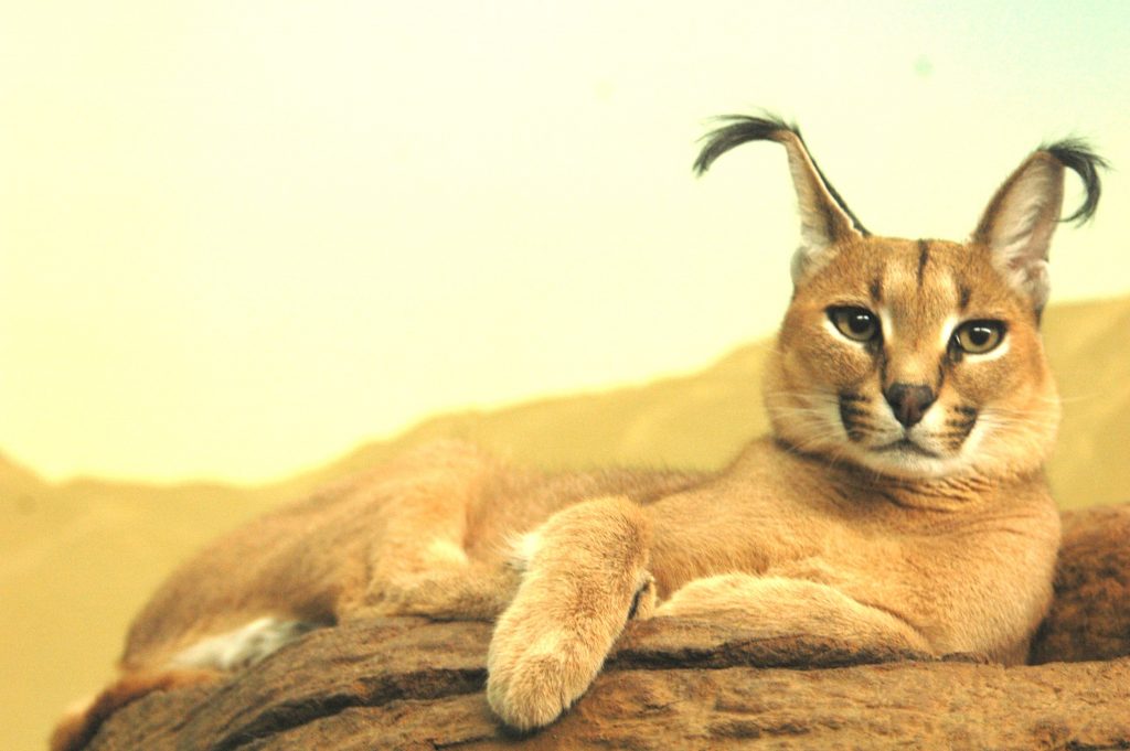 Caracals Might Be The Cutest Wild Cat You've Seen | Catlov
