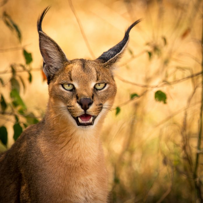 Caracals Might Be The Cutest Wild Cat You've Seen | Catlov