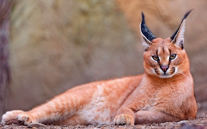 Caracals Might Be The Cutest Wild Cat You've Seen | Catlov