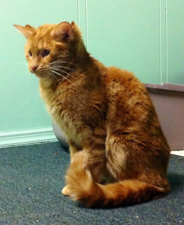 This Special Cat Has 4 Ears, And A Heart Overflowing With Love | Catlov