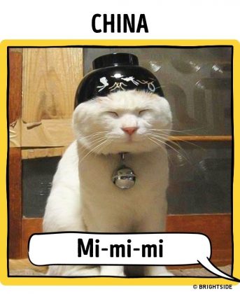17 Different Ways To Call A Cat Around The World | Catlov