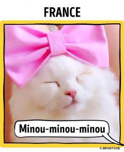 17 Different Ways To Call A Cat Around The World | Catlov