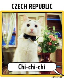 17 Different Ways To Call A Cat Around The World | Catlov
