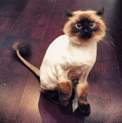 cat-haircuts-13 | Catlov