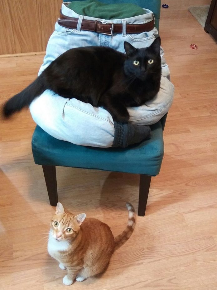 Man Invents Cat Lap Bed, And Cats Are In Heaven! | Catlov