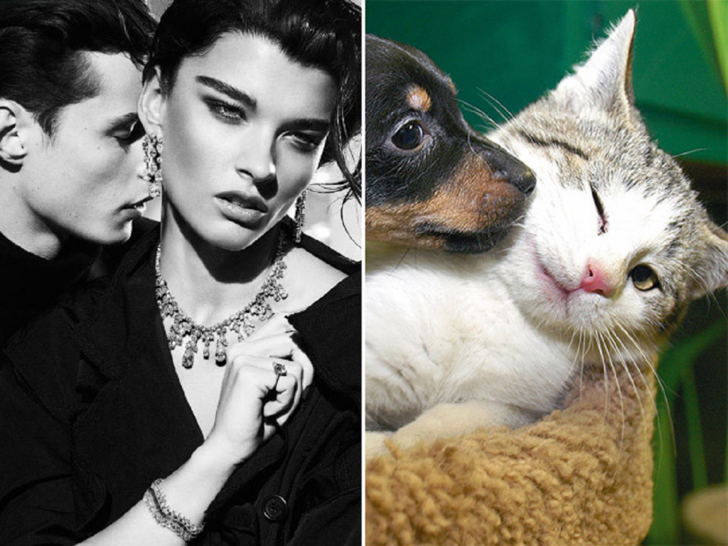 16 Cats That Are Doing A Much Better Job Modeling, Than Their Human ...