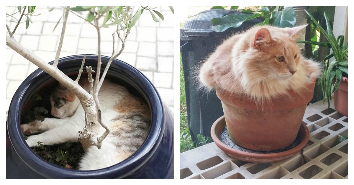 19 Kitties Who Think They’re Growing Plants | Catlov