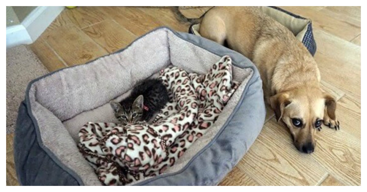 15 Cats Who Have Shamelessly Stolen Their Dog Brother’s/Sister’s Beds ...