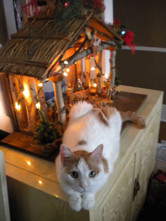 25+ Times Cats Crashed Nativity Scenes | Catlov
