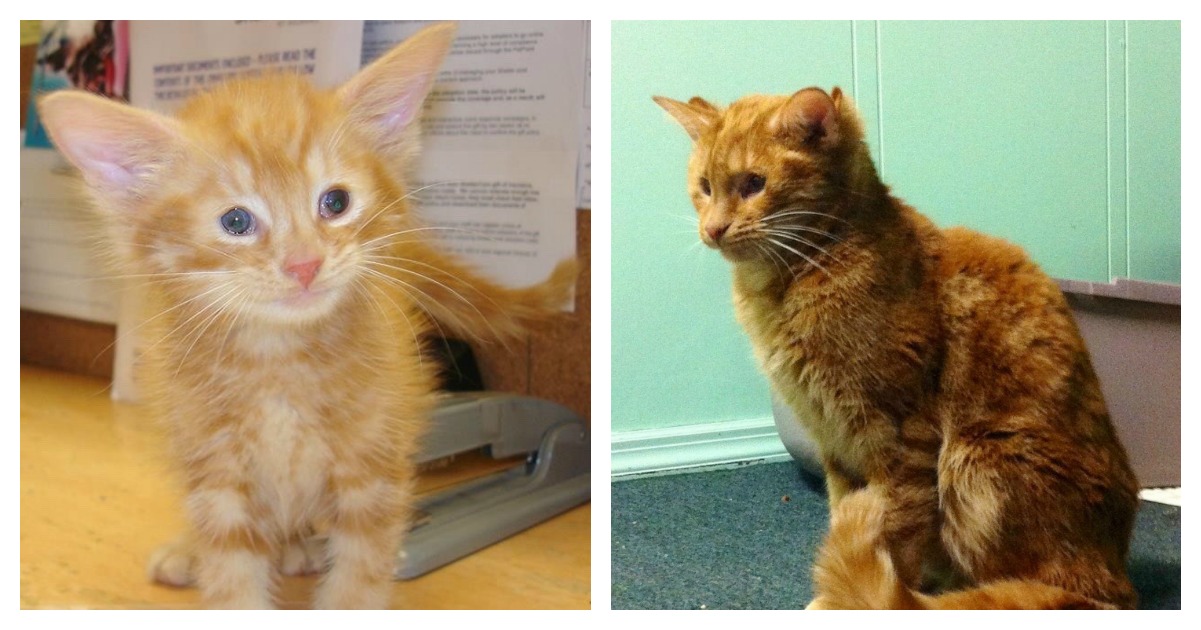 This Special Cat Has 4 Ears, And A Heart Overflowing With Love | Catlov