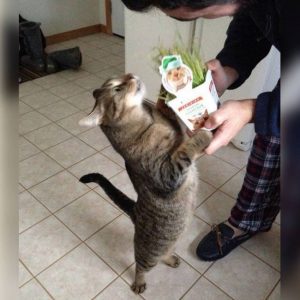 22 Cats That Prove They're Made For A Lavish Lifestyle | Catlov