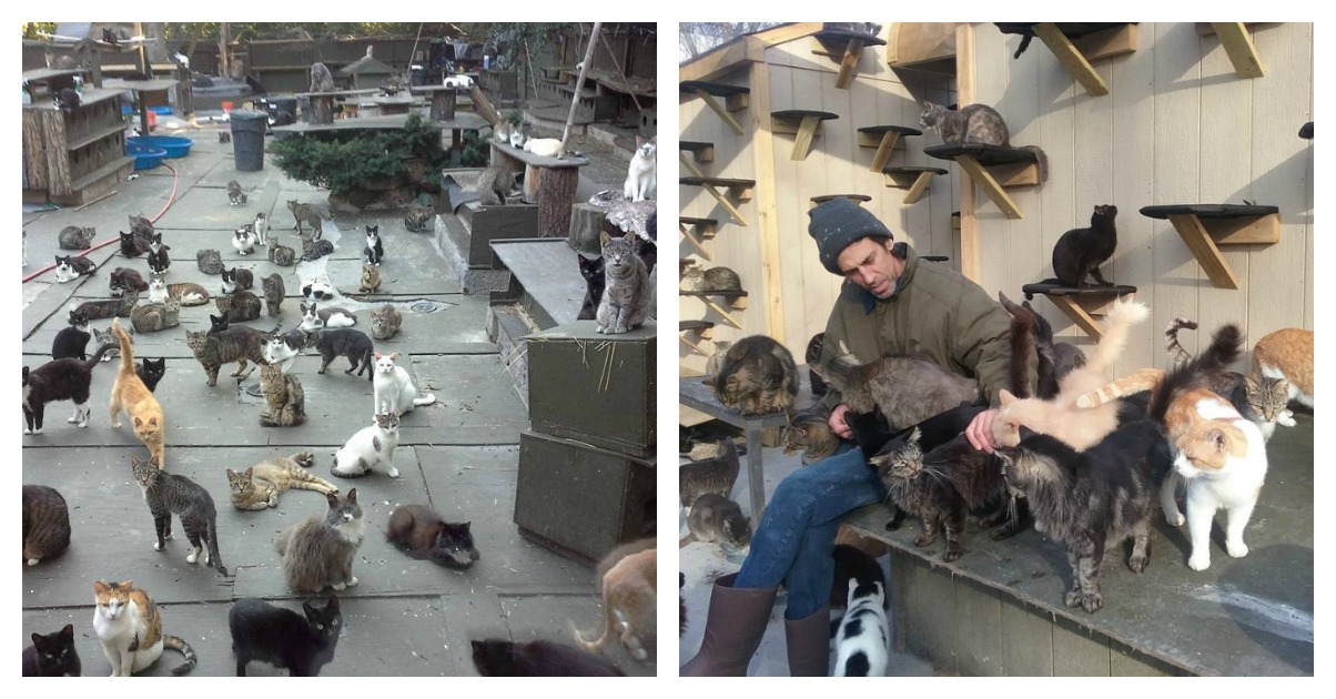 Man Saves Over 300 Homeless Cats After Losing His Son in an Accident ...