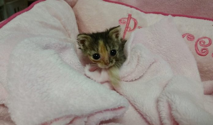 Micro Rescue Kitty, Only 1/3 Of Normal Size, Tries To Grow, And ...