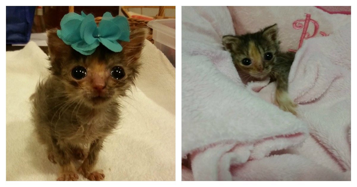 Micro Rescue Kitty, Only 1/3 Of Normal Size, Tries To Grow, And ...