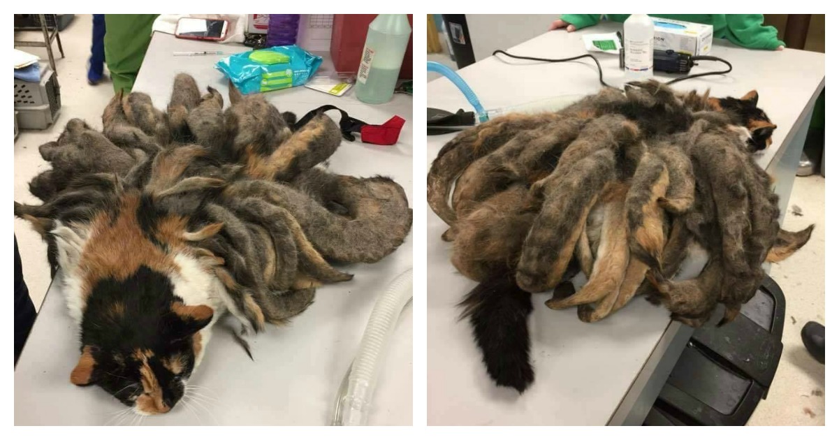 Cat With "Dreadlocks" Of Matted Hair, Loses 2 Pounds Of Fur | Catlov