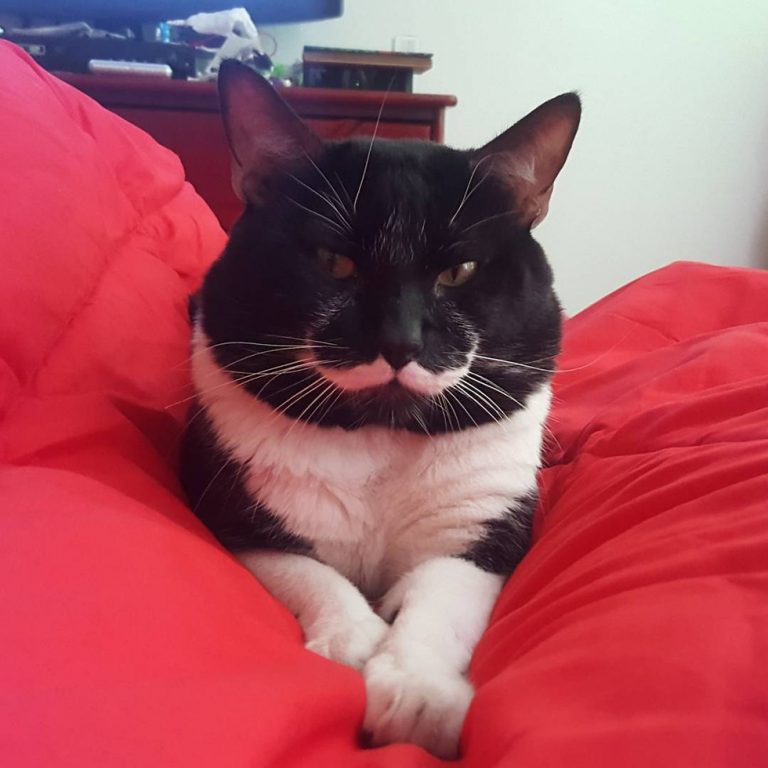 Man Finds Tuxedo Cat With Truly The Most Incredible Mustache You'll ...