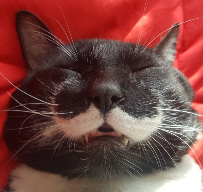 Man Finds Tuxedo Cat With Truly The Most Incredible Mustache You'll ...