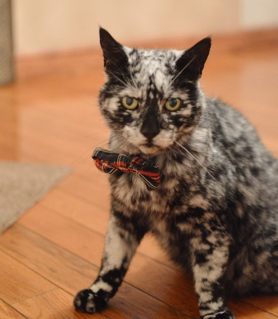 19 Year Old Cat Born Pure Black Develops Brilliant Spotted Coat Due to ...