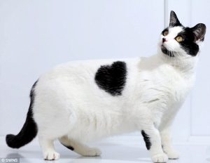 25+ Cats With The Most Unique & Beautiful Fur Patterns | Catlov