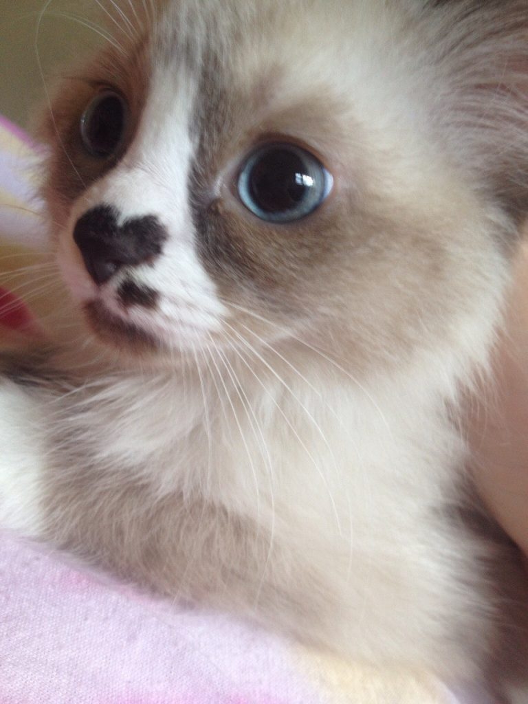 25+ Cats With The Most Unique & Beautiful Fur Patterns | Catlov