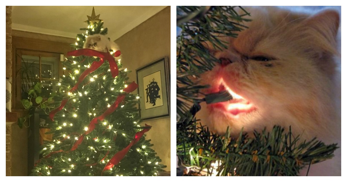 17 Honest Confessions From Cats Who LOVE Christmas Trees…Hilarious ...