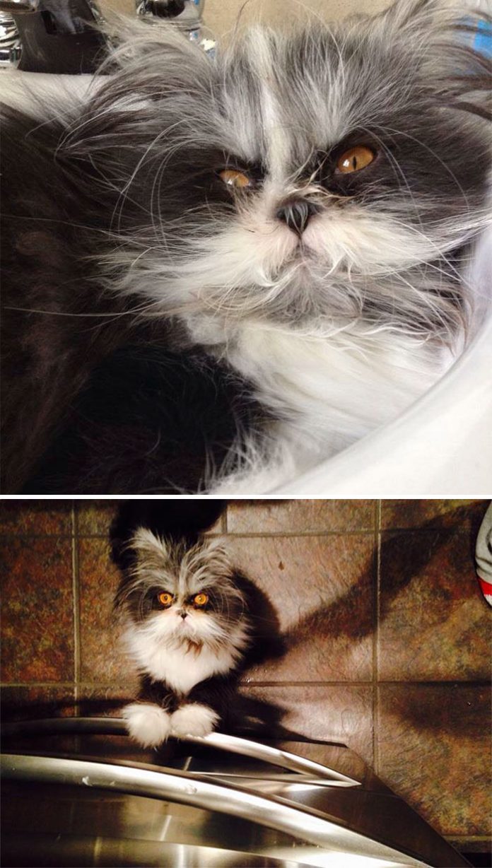 15+ Of The World's Angriest Looking Cats Are Just Adorable | Catlov