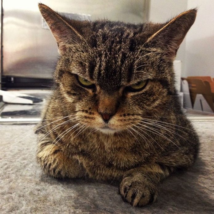 15+ Of The World's Angriest Looking Cats Are Just Adorable | Catlov