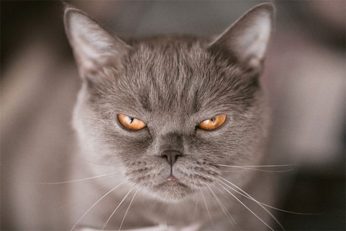 15+ Of The World's Angriest Looking Cats Are Just Adorable | Catlov