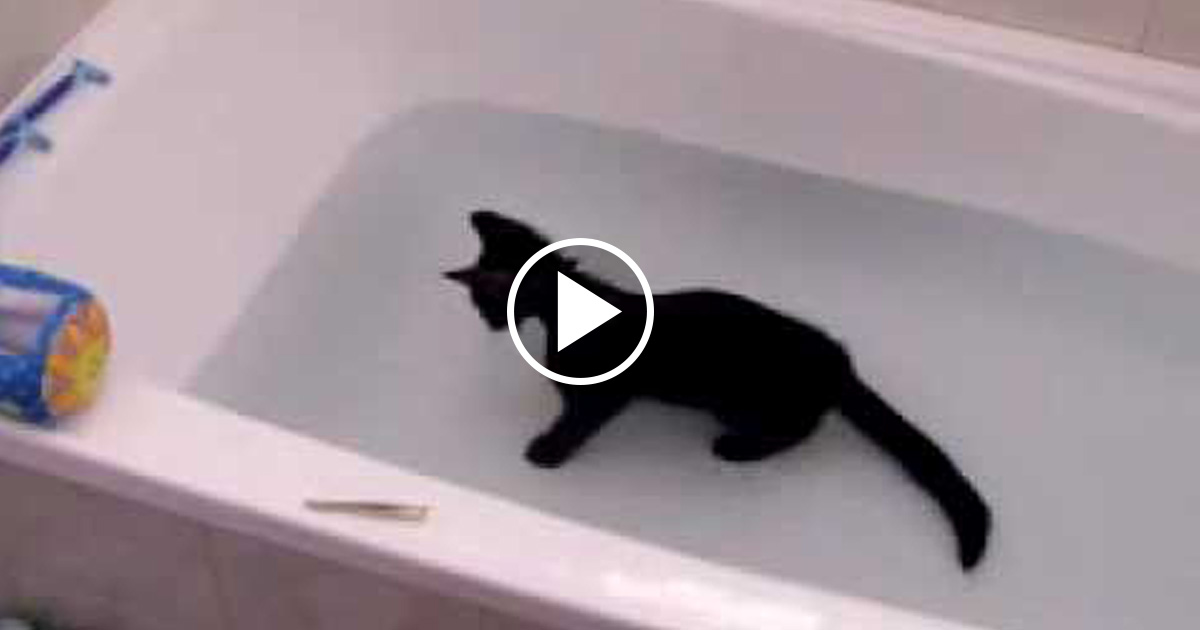 Crazy Kitty Absolutely Loves Water! | Catlov