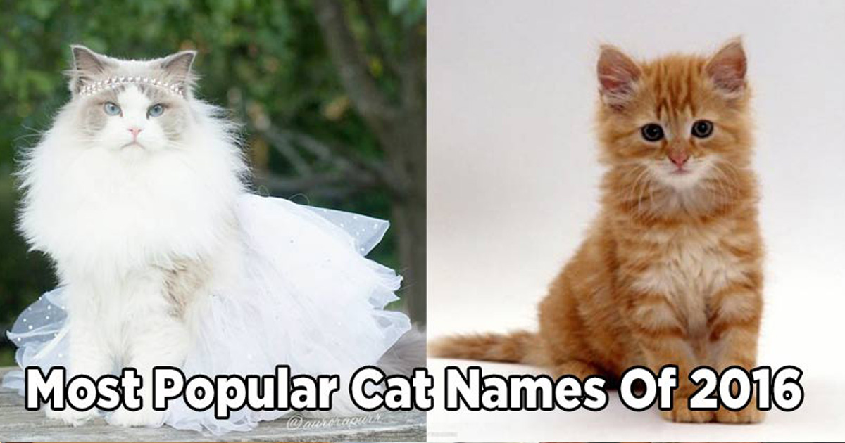 The Most Popular Cat Names Of 2016 | Catlov