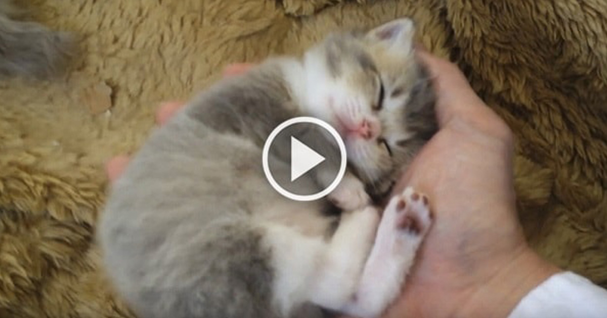 Precious Kitten Sleeping in the Palm of His Human’s Hand! | Catlov