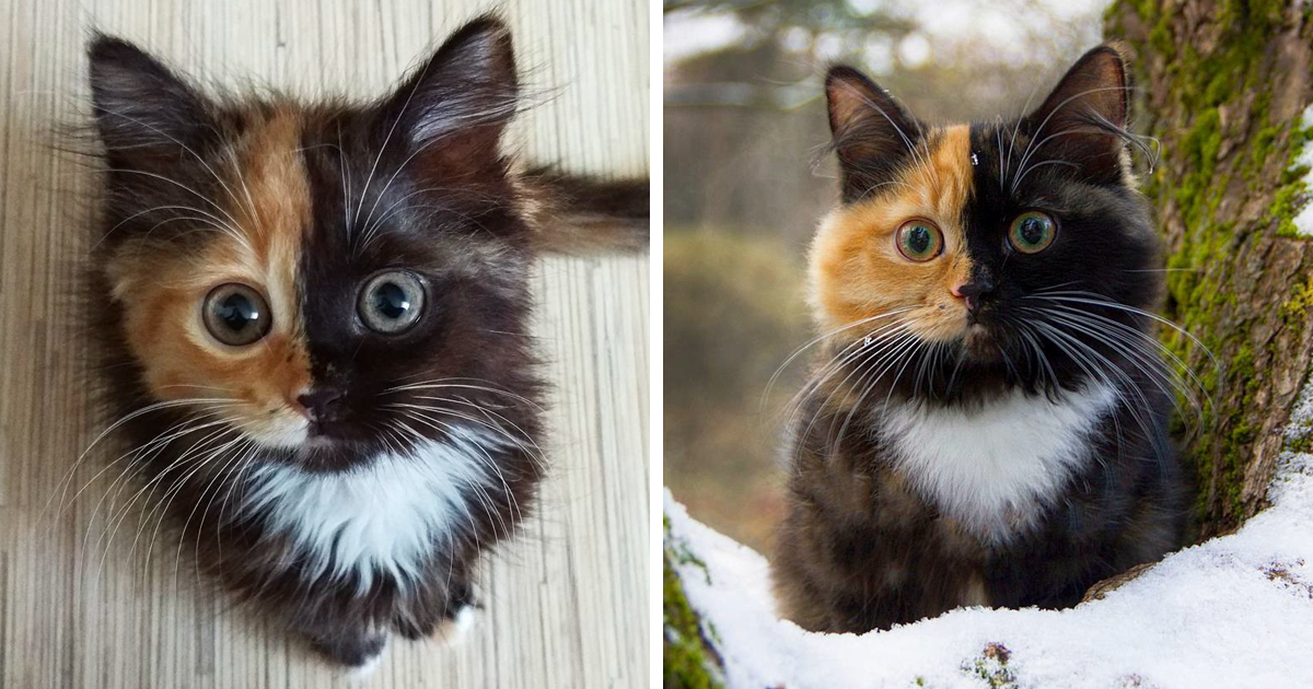 Meet Yana, The Two-Faced Kitty Whose Parents Ran Out Of Ink | Catlov