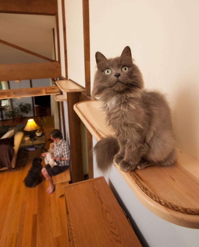 Women Turns Friends Home Into A Cat Paradise For Their 7 Cats | Catlov