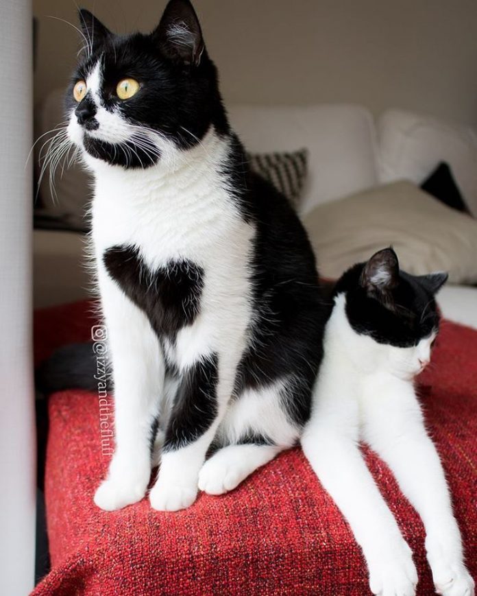 Meet Zoë, The Cat Who Literally Wears Her Heart On Her Chest | Catlov