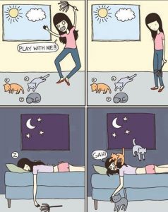 25+ Of The Best Examples Of Cat Logic | Catlov
