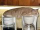 25+ Of The Best Examples Of Cat Logic | Catlov