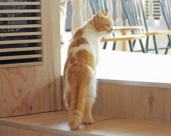 Japanese Cat Cafes That Will Wow You Beyond Belief | Catlov
