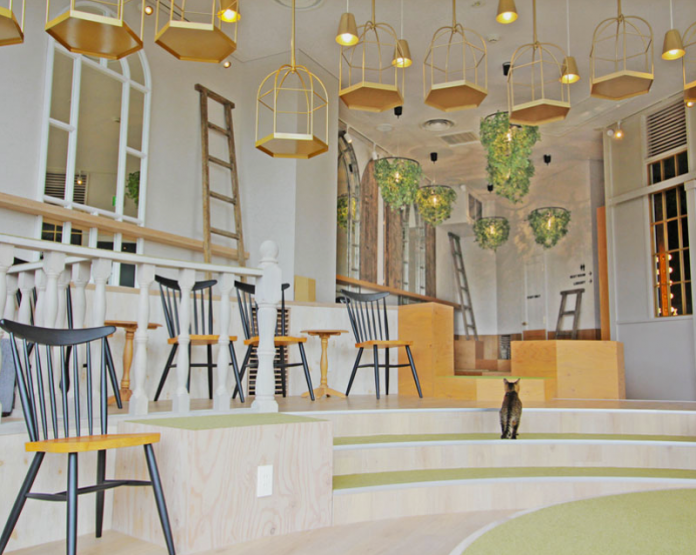 Japanese Cat Cafes That Will Wow You Beyond Belief | Catlov