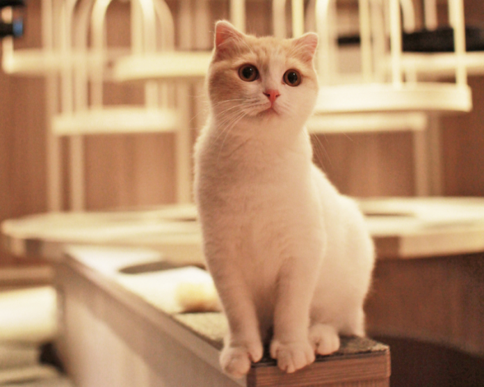 Japanese Cat Cafes That Will Wow You Beyond Belief | Catlov