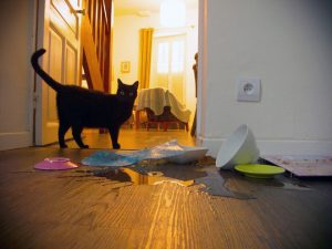 When Cats Decide To Be Masters Of Destruction, They Really Mean It ...