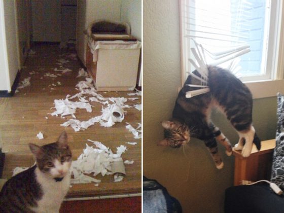 When Cats Decide To Be Masters Of Destruction, They Really Mean It ...
