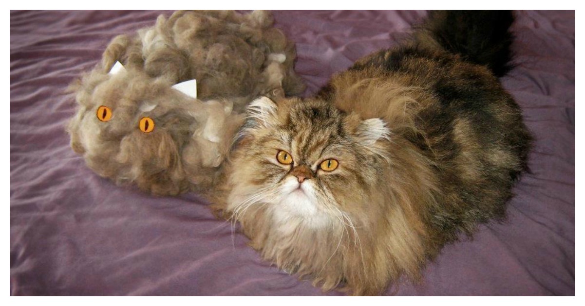 13 Cats Who Had Enough Hair To Create Whole Other Cat…Hilarious! | Catlov