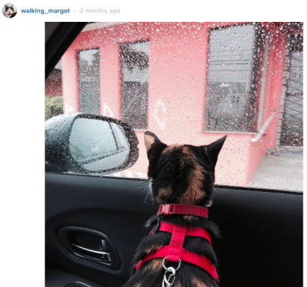 19 Cats Who Prove That All Cat Stereotypes Are Wrong | Catlov