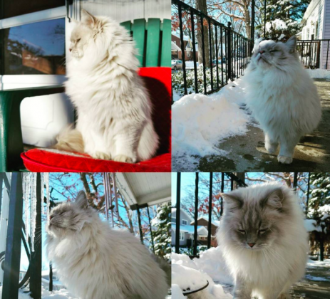 19 Cats Who Prove That All Cat Stereotypes Are Wrong | Catlov