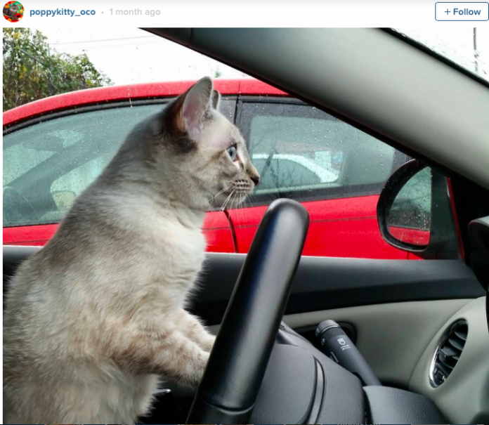 19 Cats Who Prove That All Cat Stereotypes Are Wrong | Catlov