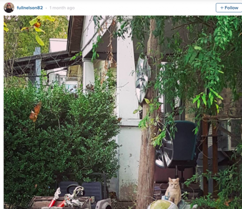 19 Cats Who Prove That All Cat Stereotypes Are Wrong | Catlov