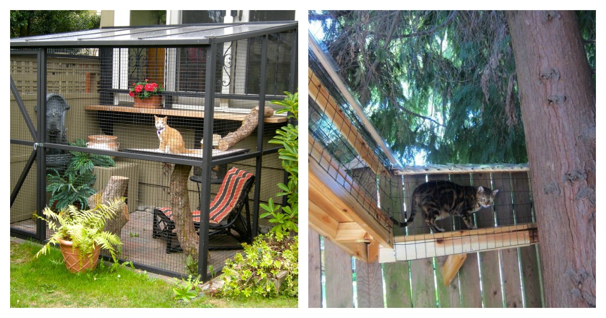 Catios The Purrfect Trend In Cat Playgrounds…so Awesome Catlov